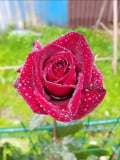 Роза чайно-гибридная Блэк Баккара (Black Baccara): купить саженцы в ...